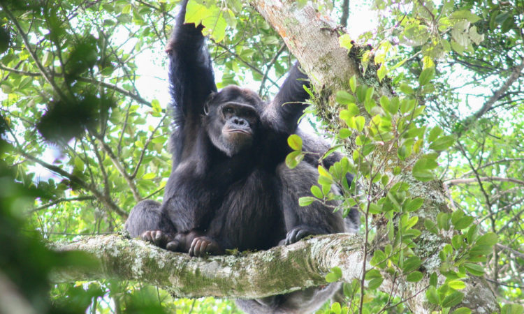 Nyungwe Forest National Park - Rwanda Chimp Tracking Park